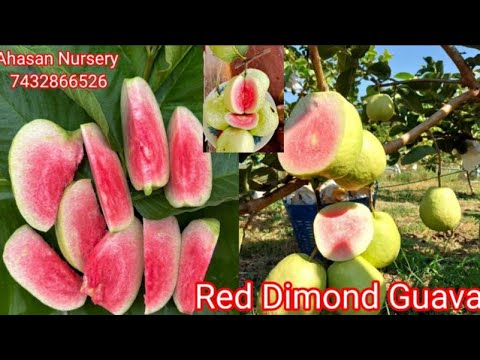 Red Diamond Guava Plant //And Japanese Red Diamond Guava Farming //(12 ...