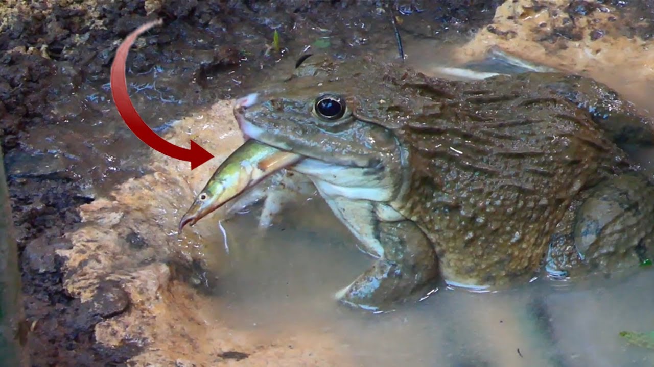 Outdoor Feeding! East Asian bullfrog eating peacock eel fish - YouTube