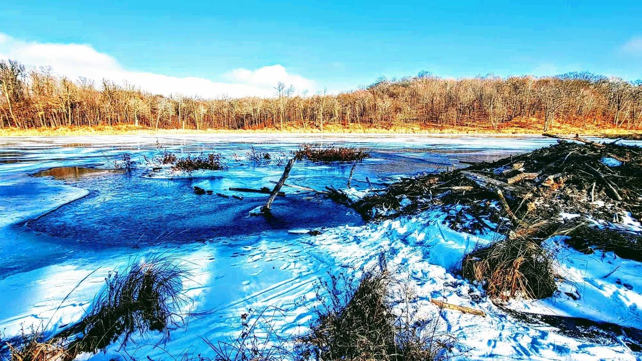 Double Lodges on This MASSIVE Beaver Colony (12 Beaver Caught) - YouTube