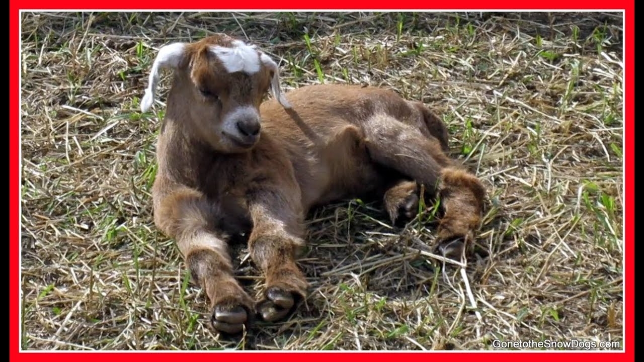 BABY GOAT | And the Apple Farm - YouTube
