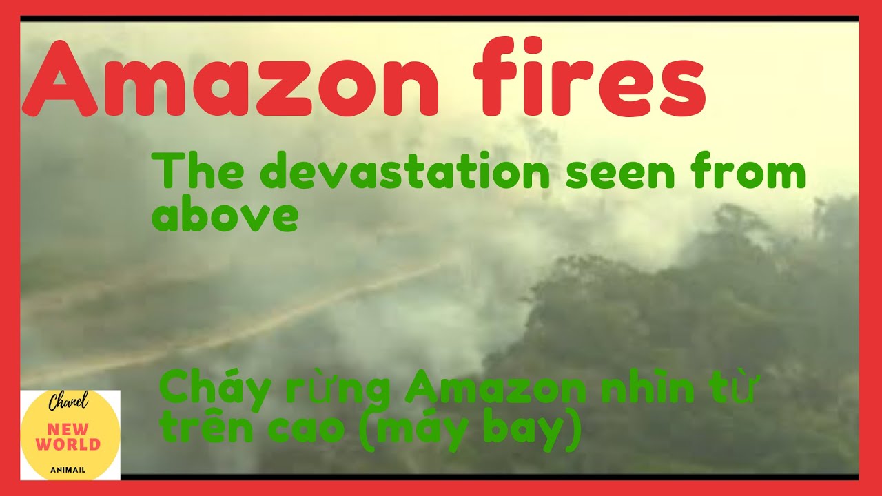 Amazon fires: The devastation seen from above/ Cháy rừng Amazon nhìn từ ...