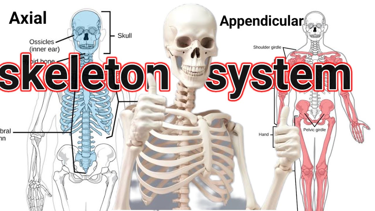 Human Skeleton system details | Appendicular, Axial bone details. - YouTube