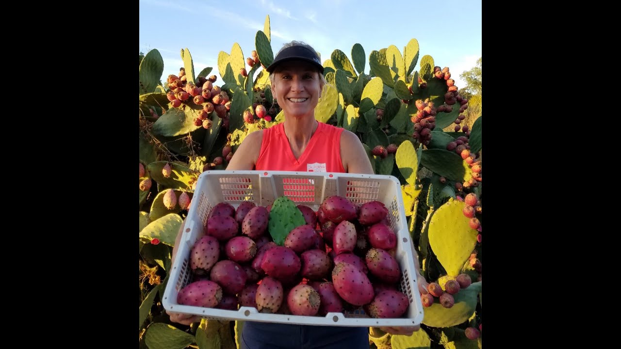 Harvesting Cactus Fruit - Prickly Pear - YouTube