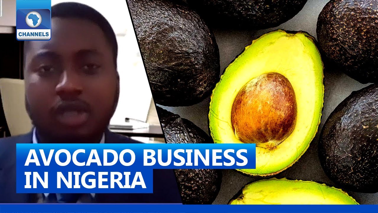 Why You Should Invest In Avocado Business | Business Incorporated - YouTube