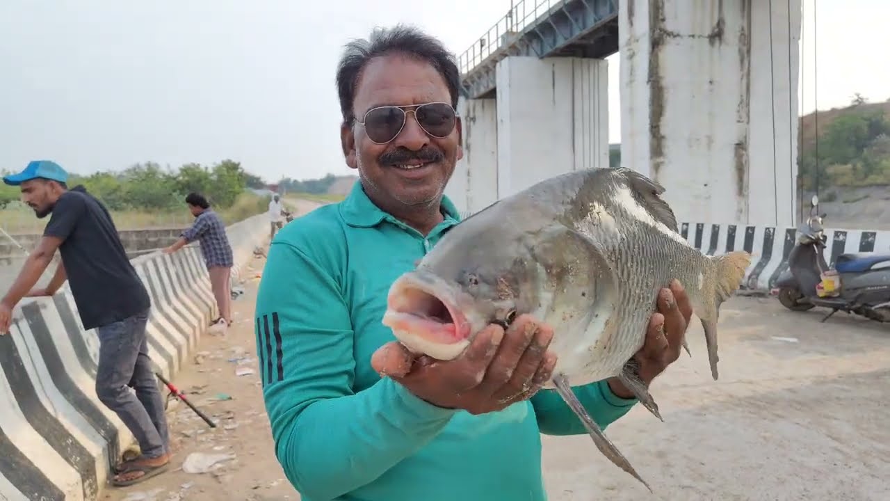 big katla fish and wallagu fish attu catching video amazing - YouTube