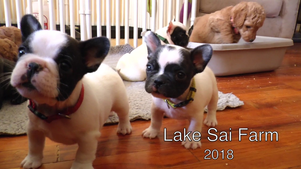 Clover pups 4.5 weeks old and Chantel's 6 weeks old - YouTube