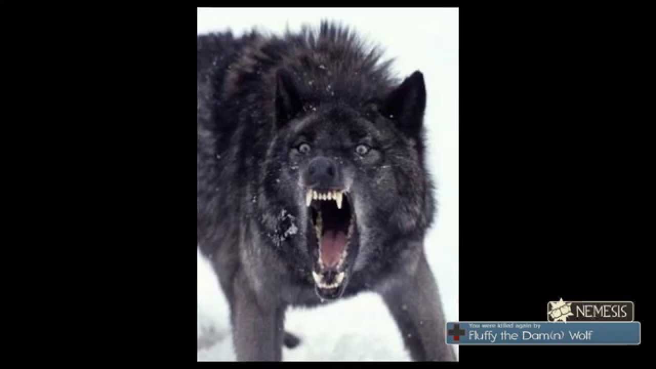 Fluffy the Dam(n) Wolf (The Long Dark) - YouTube