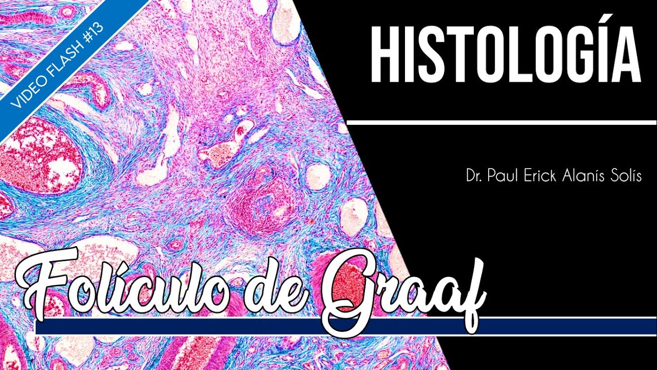 Videoflash #13 - Folículo de Graaf - YouTube