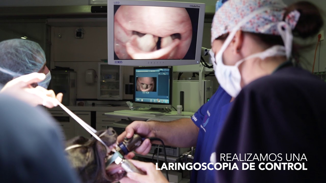 KEIKO, parálisis laríngea - YouTube