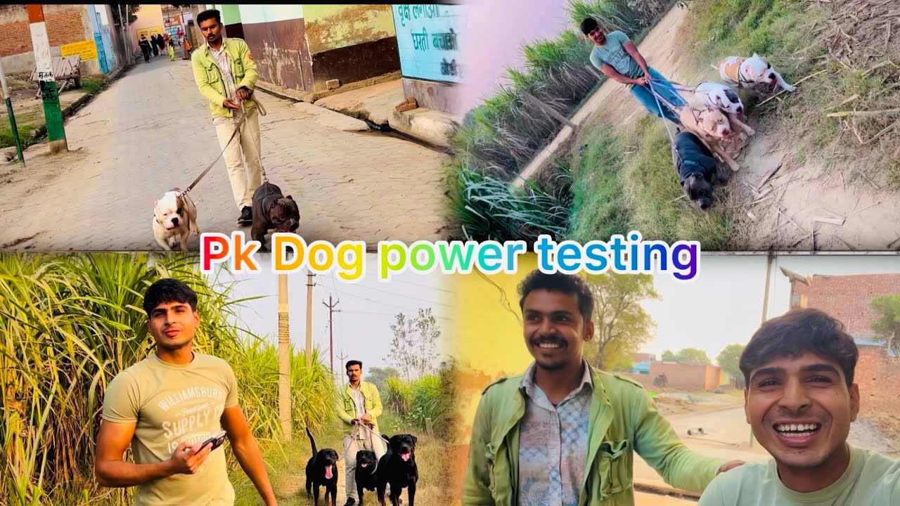 Rottweiler American bully power testing 😱pk @Ravi.dog.kennel - YouTube