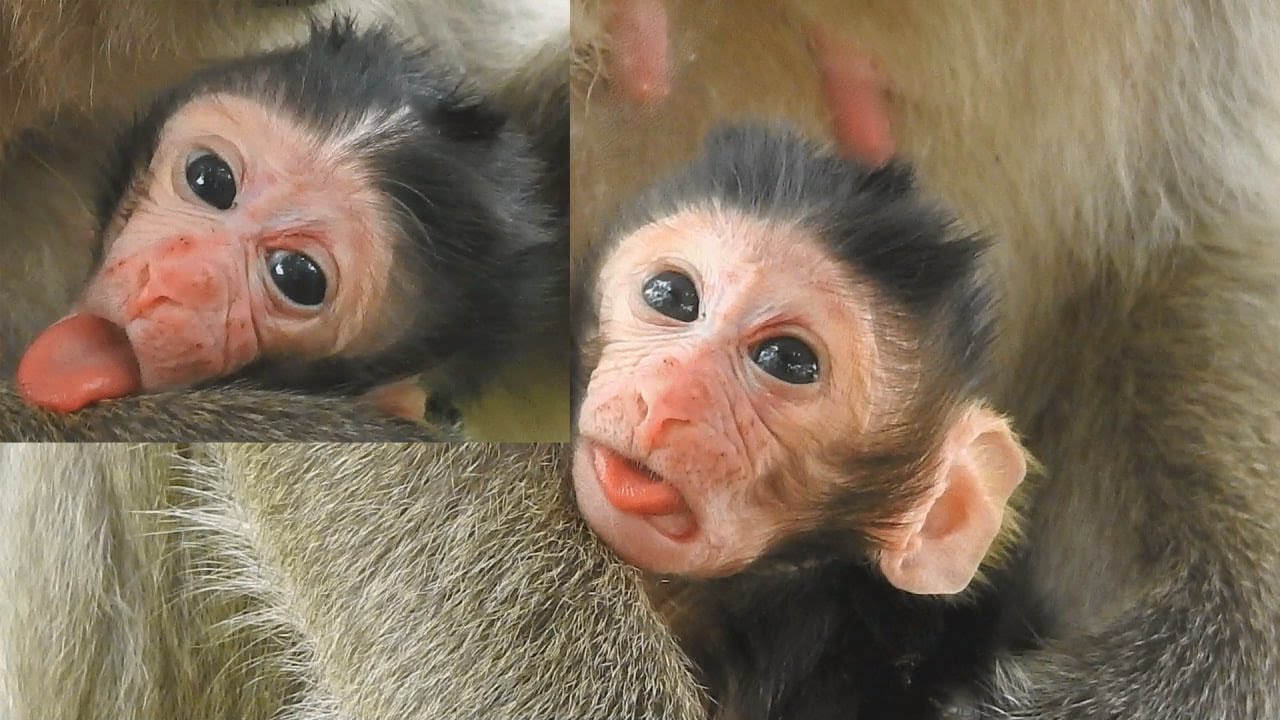 Oh my god! newborn baby monkey has along tongue and red face but ...