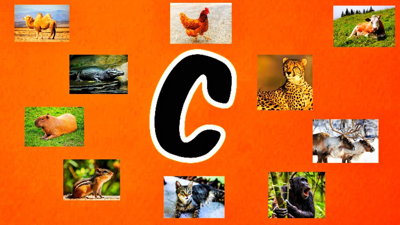10 Animals name start with the letter C with spellings and pictures ...