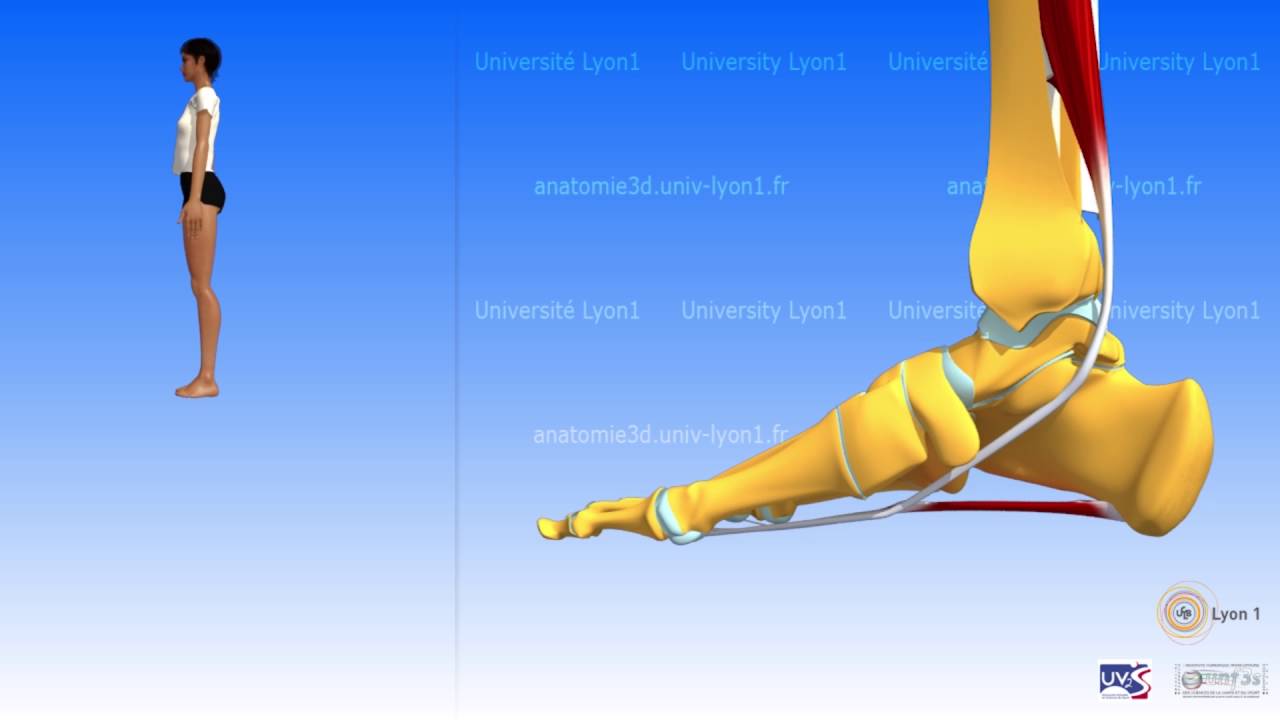 The leg: posterior compartment, deep layer - YouTube