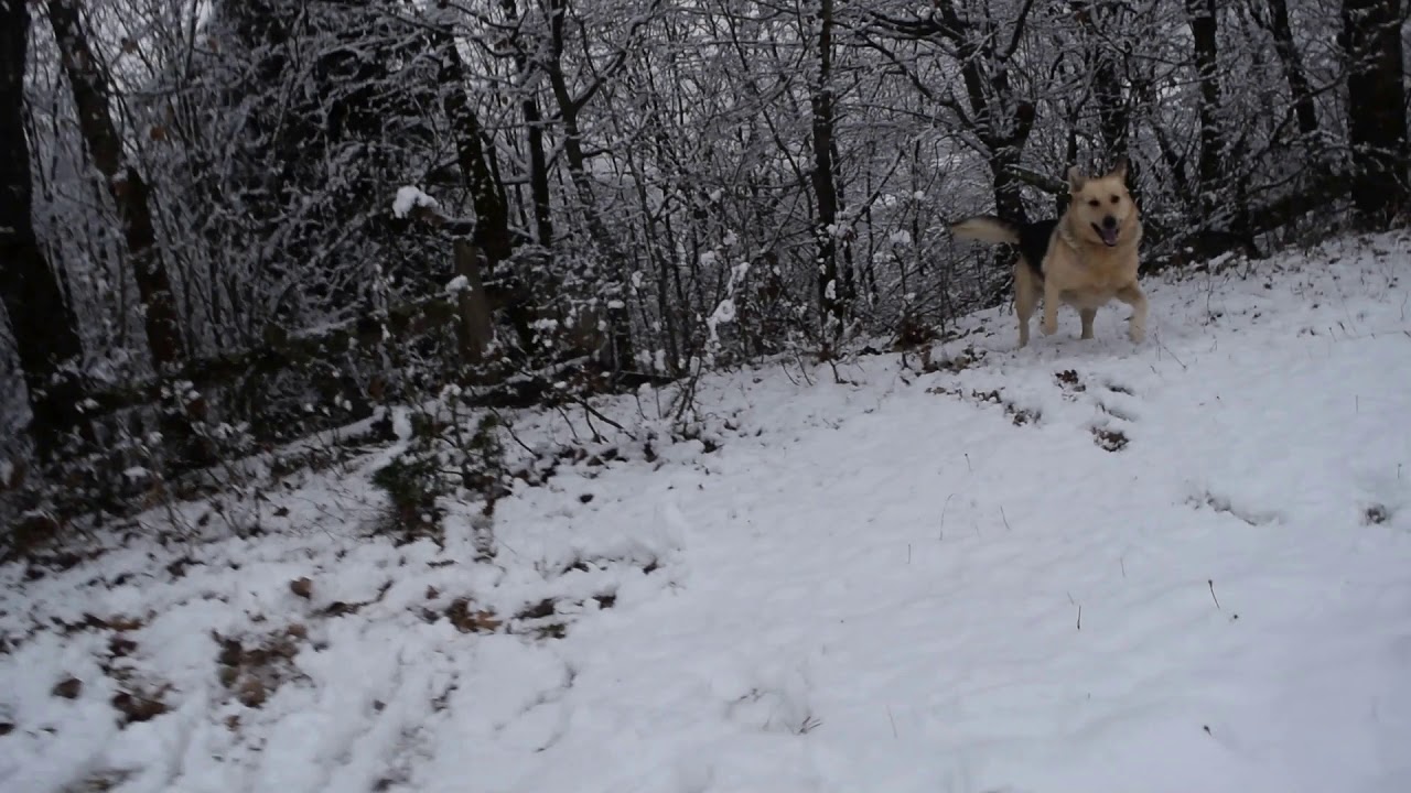 Racha 2020 Winter - YouTube