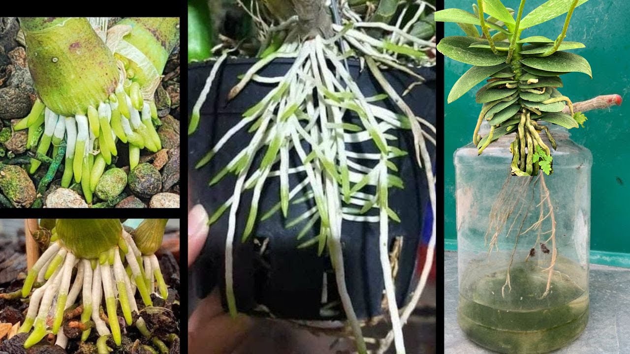 Just with water! The orchid immediately grew many roots and bloomed ...