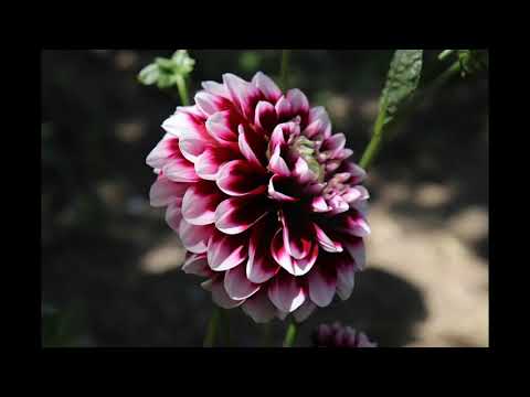 Dua - Hz Ali nin (r.a) Cuma günü duası