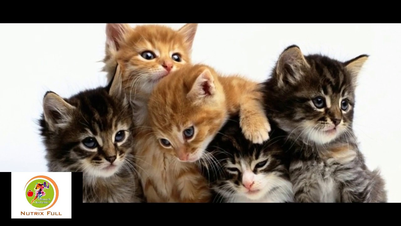 La ciencia descubre el origen de los gatos domésticos - YouTube