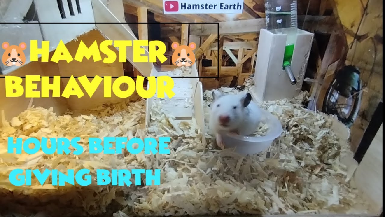 Hamster Behaviour , Hours Before Giving Birth - YouTube