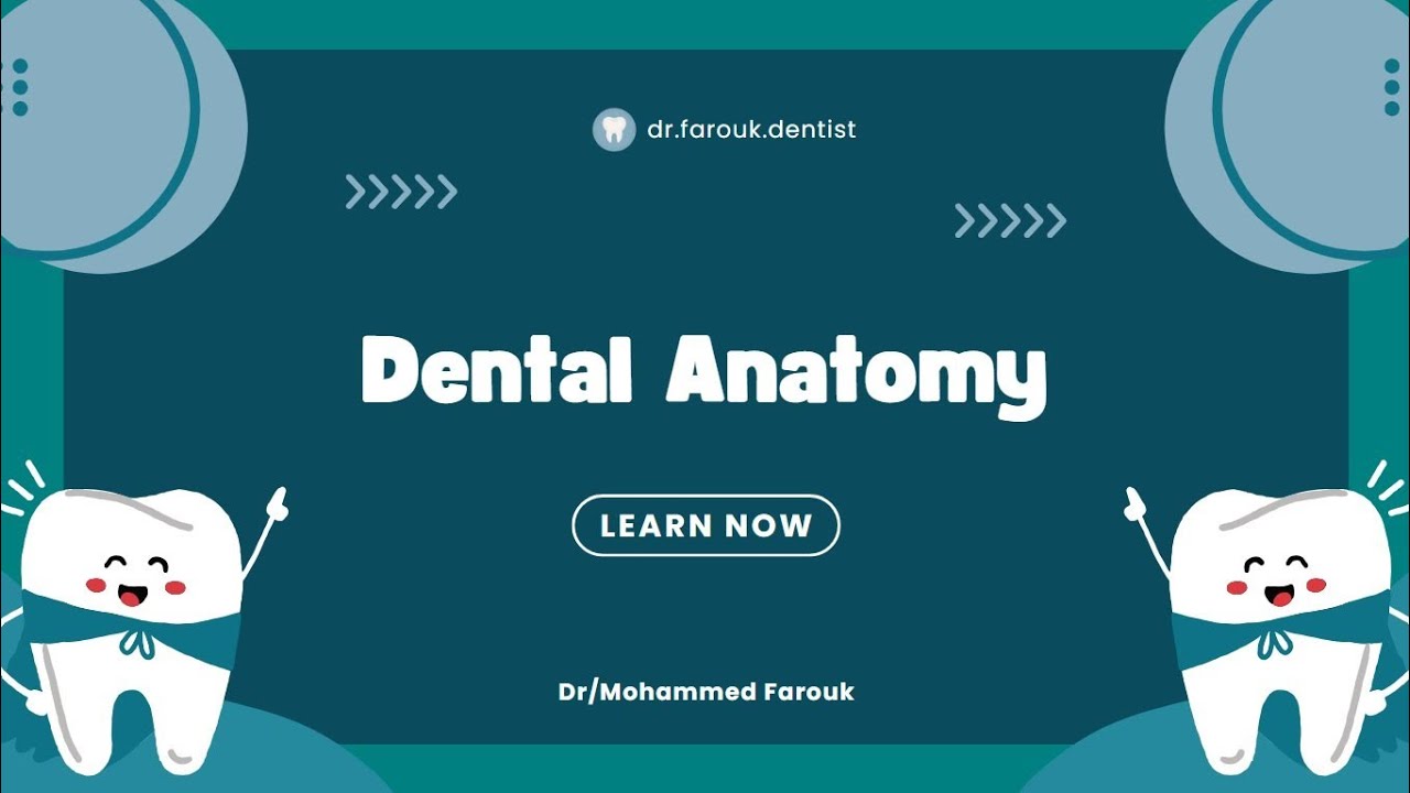 Deciduous teeth | Dental Anatomy - YouTube