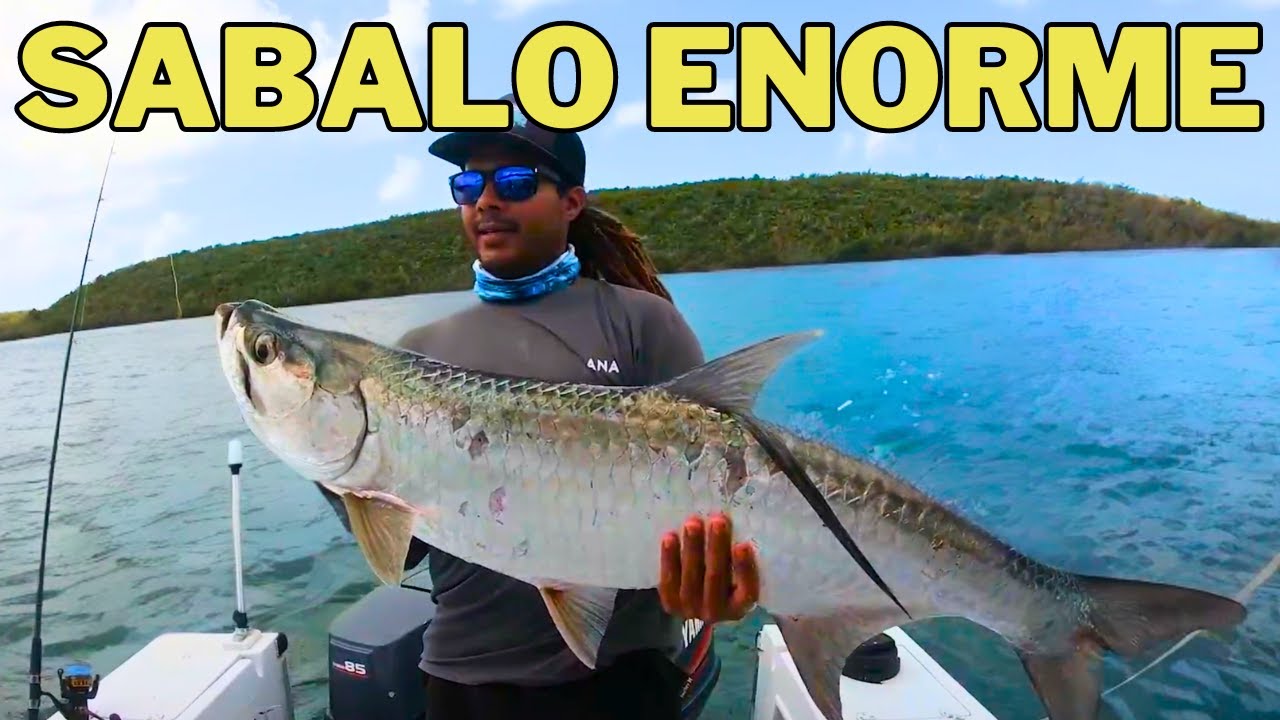 Pesca de Sábalo Enorme con ANZUELO 😲 | Tarpon Fish - YouTube