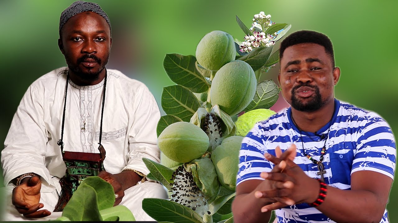 Sodom Apple, Bay Leaf, How To Use Sodom Apple And Bay Leaf For ...