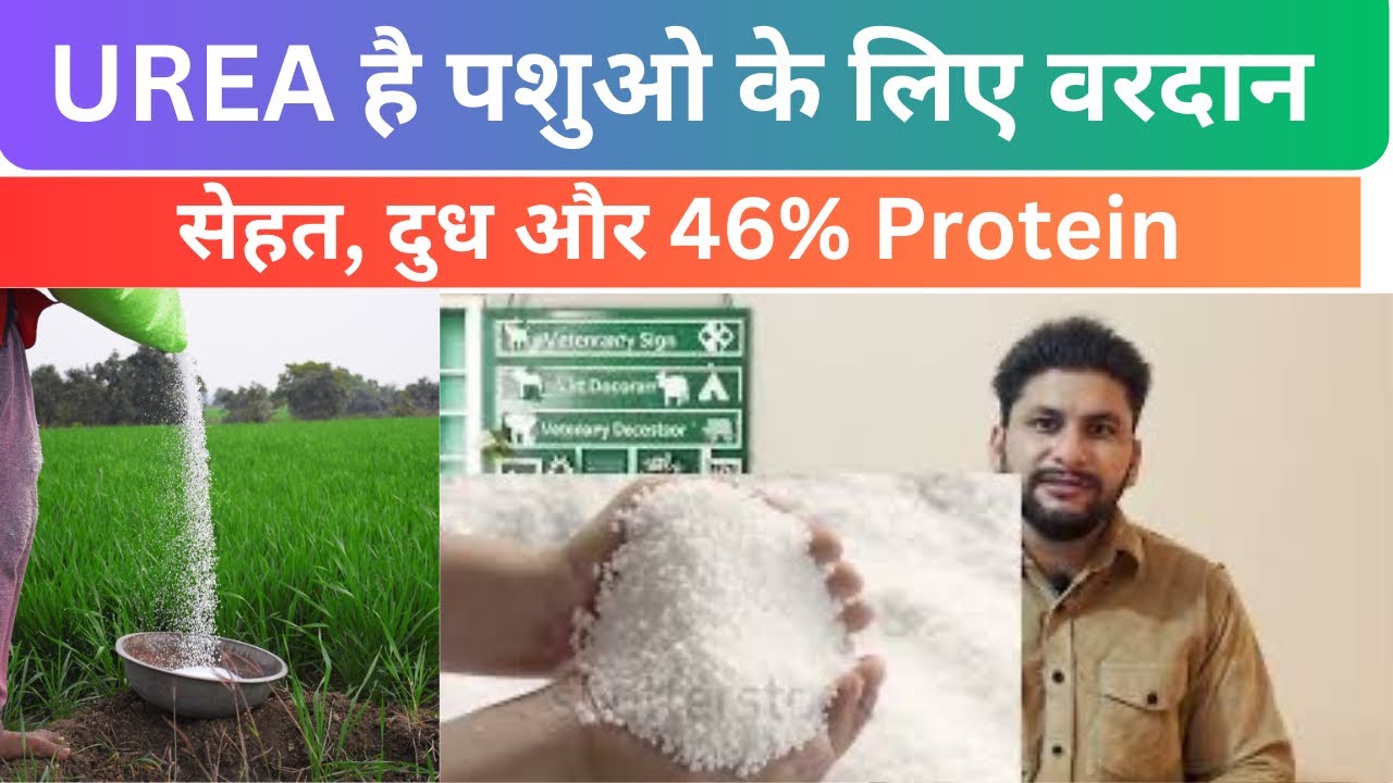 यूरिया है पशुओ के लिए वरदान | ऐसे ले UREA से दूध | Use करने का सही ...