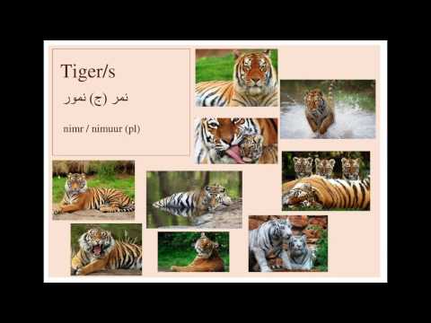 Egyptian Arabic Vocabulary with pronunciation - Lesson 2