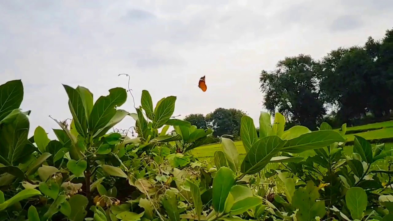 Beautiful Butterfly flying video taken with Realme 3 Pro Mobile - YouTube