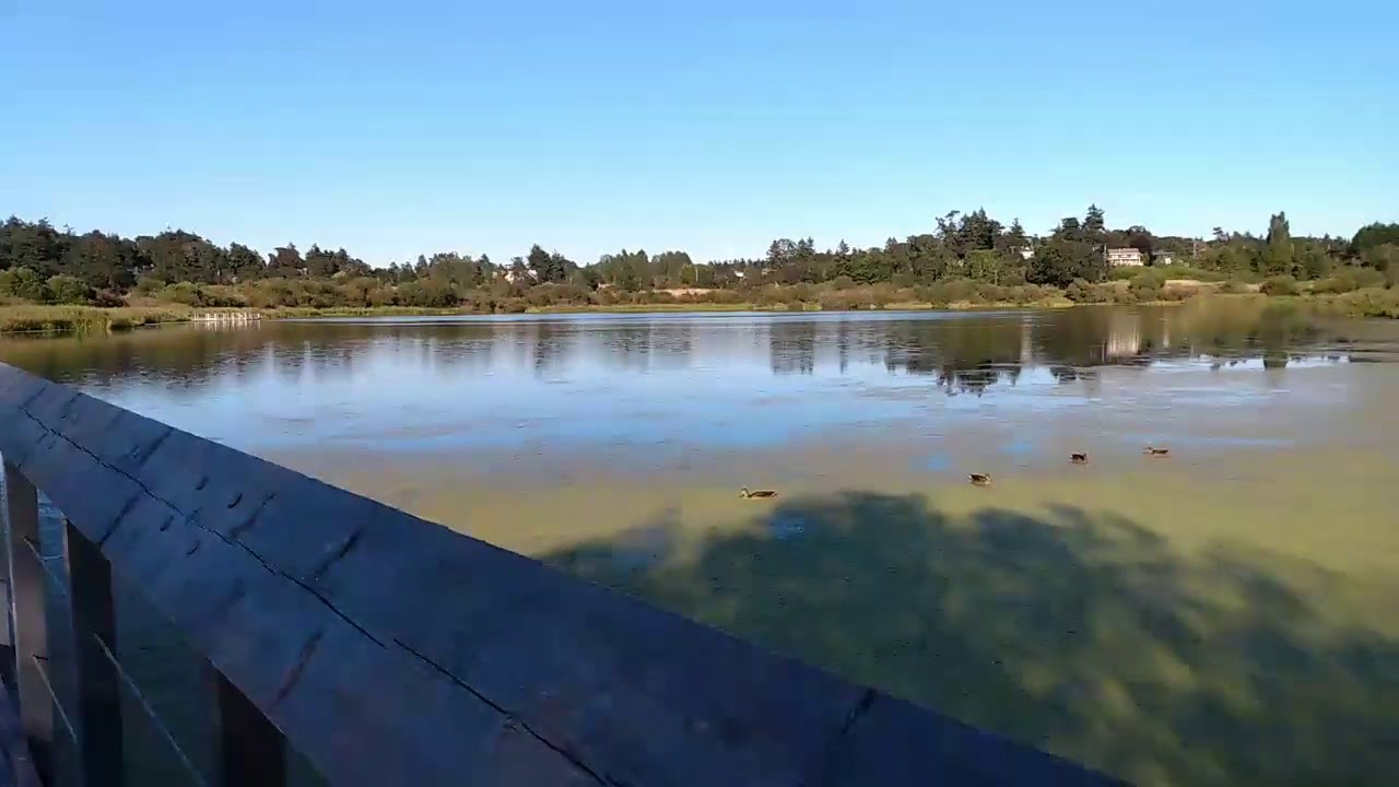 Swan Lake, Victoria, BC - YouTube