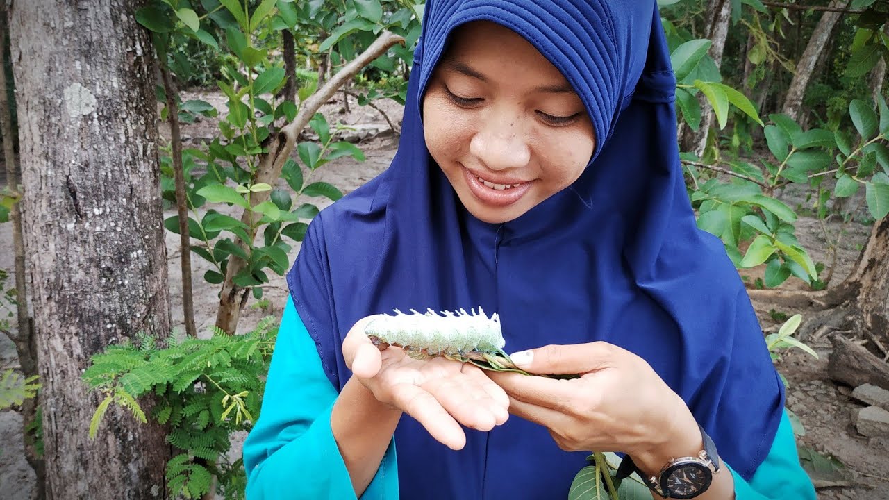 inilah bentuk ulat besar yang akan menjadi kupu-kupu gajah - YouTube