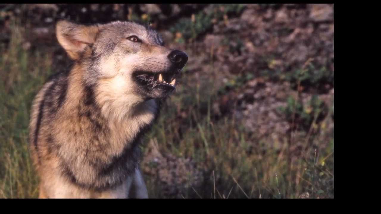 3 Among the Wolves - YouTube
