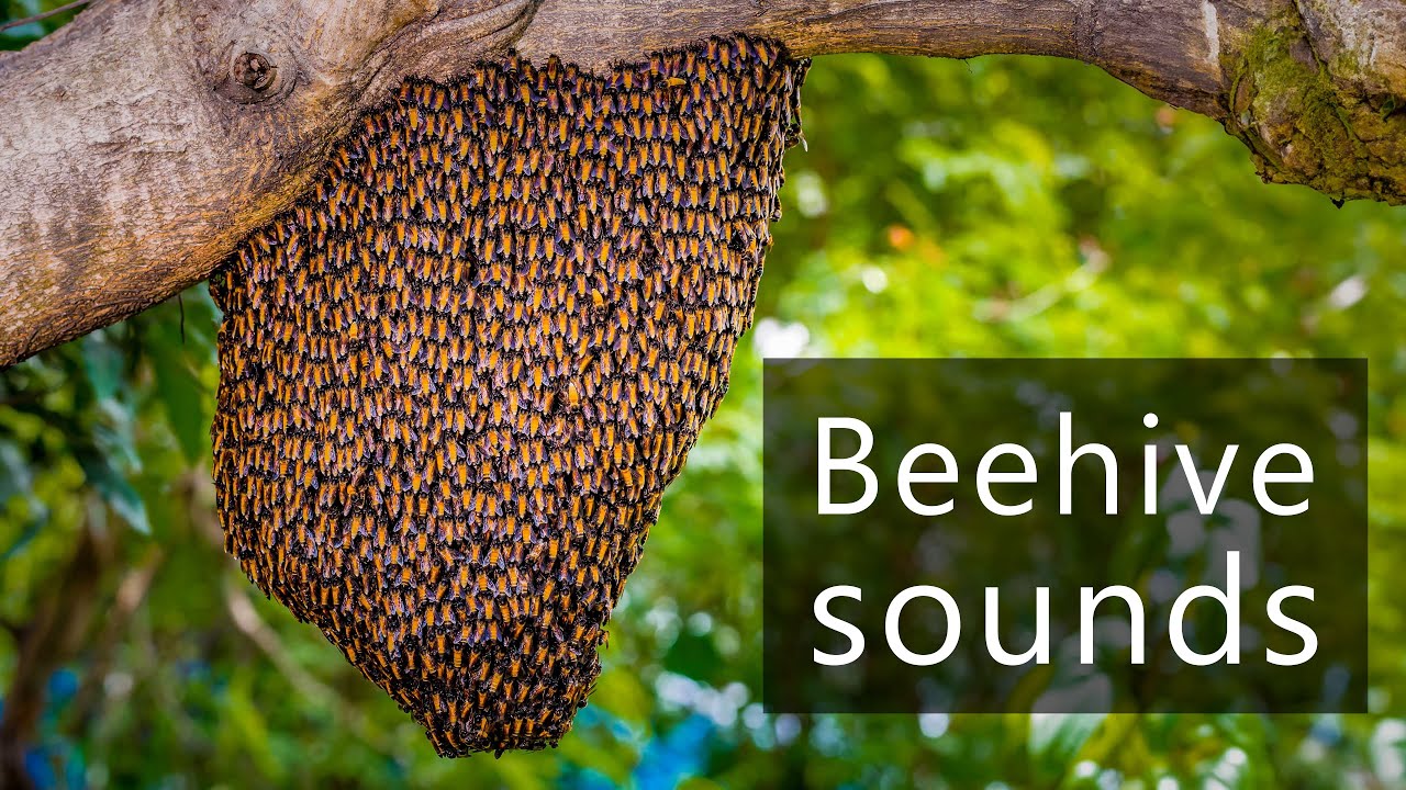 The sounds of a swarm of bees in the Amazon rainforest - YouTube