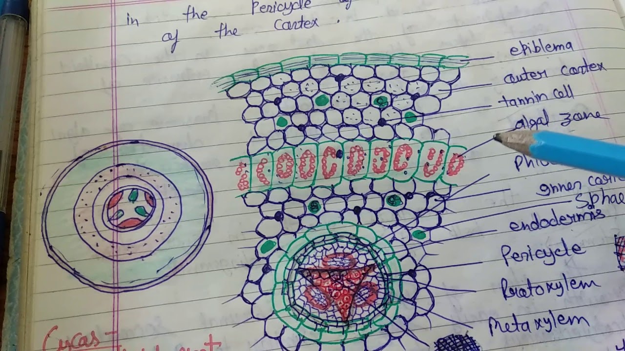 Cycas (Coralloid Root) - YouTube