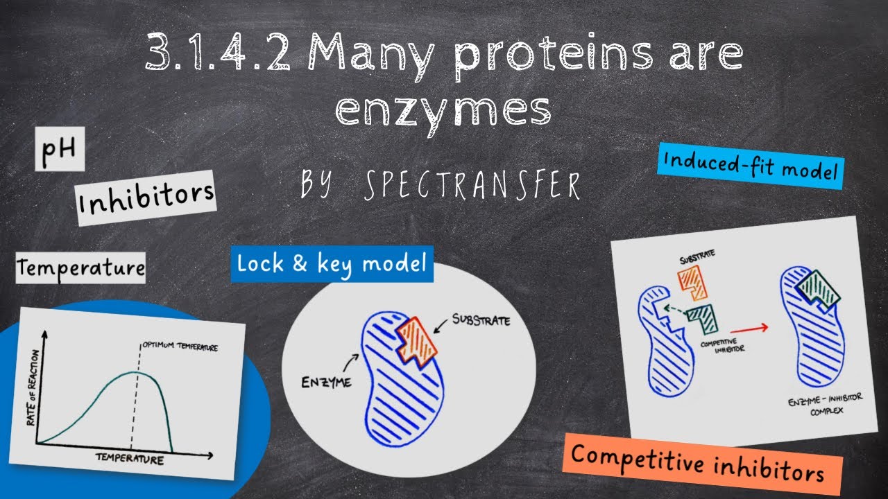 EASY REVISION AQA A-level Biology 3.1.4.2 Many proteins are enzymes ...