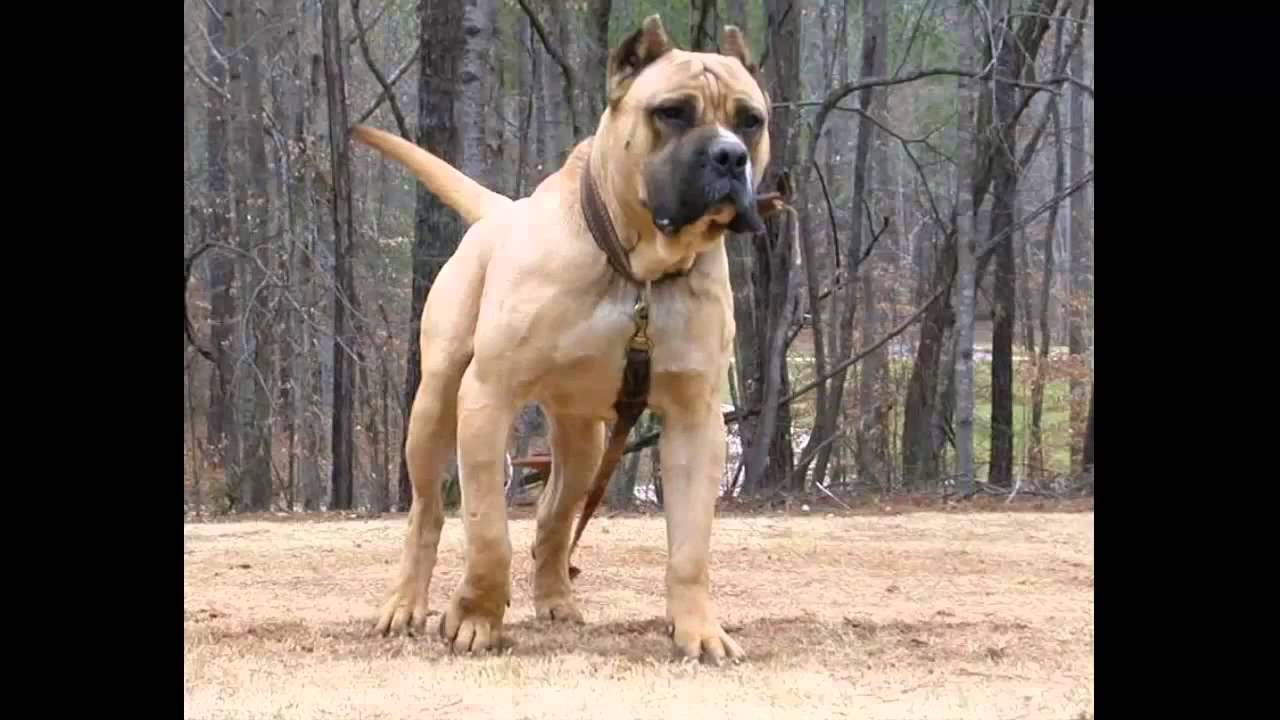 Top 10 las razas de perro mas peligrosas del mundo HD - YouTube