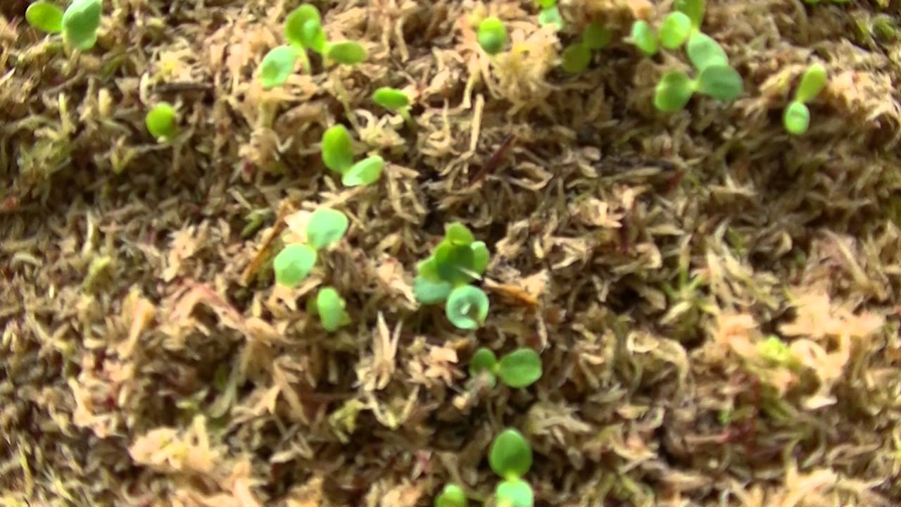 Cabbage Tree update. (Dendroseris Litoralis) - YouTube