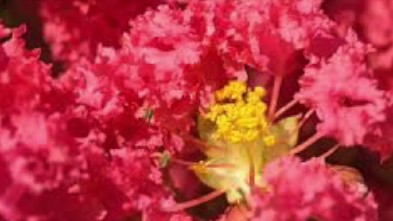 Daisy vs. Myrtle - YouTube