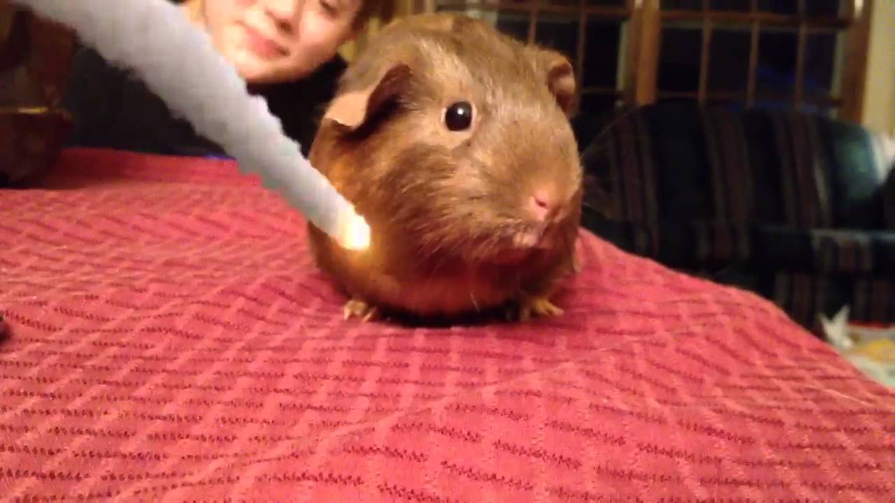 Guinea Pig In The Army - YouTube