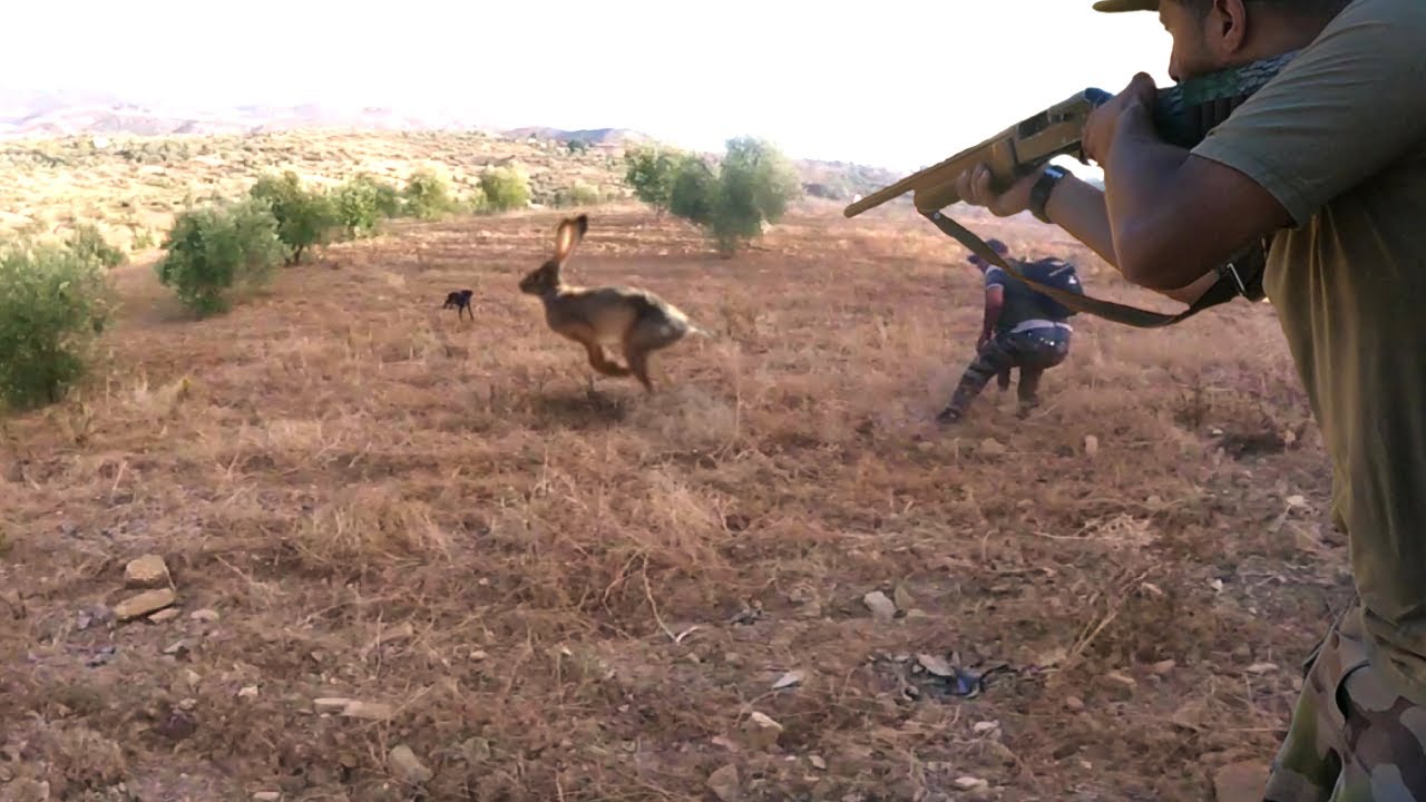 Chasse aux Perdrix et Lievre au Maroc 2023 - Caza de pedrizes e conejos ...