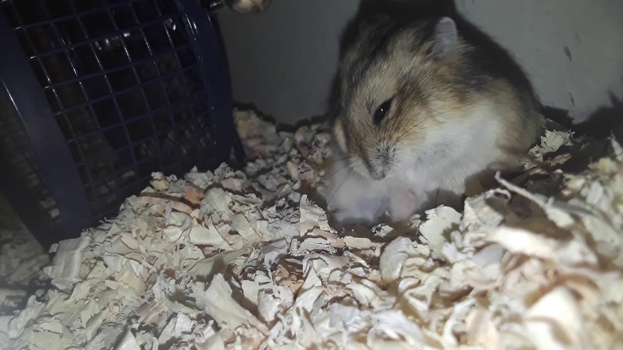 Pluto The Hamster - YouTube