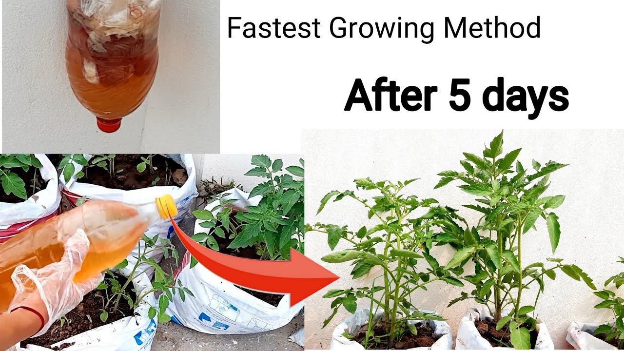 Fastest Growing Plant Easiest Method ll Secret trick to grow any plant ...