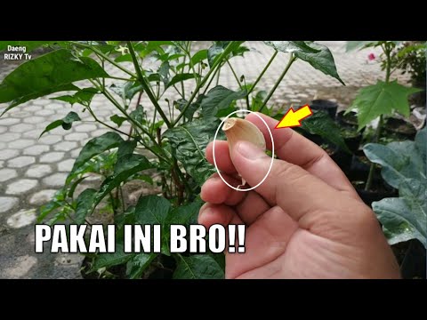 TRIK MENCEGAH RONTOK BUNGA & BUSUK BUAH CABE RAWIT,, 100% AMPUH 🌱 - YouTube