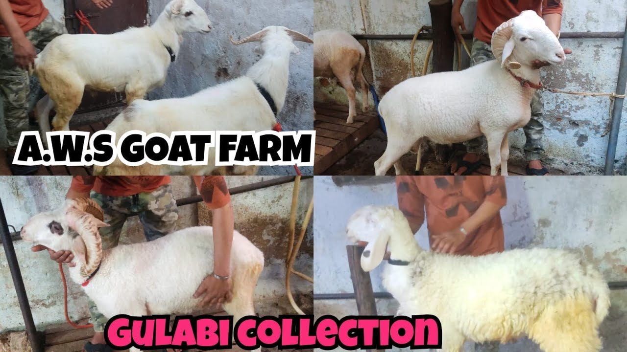 Vilayati guntur Huntel Sheep's available at AWS goat farm shastripuram - YouTube