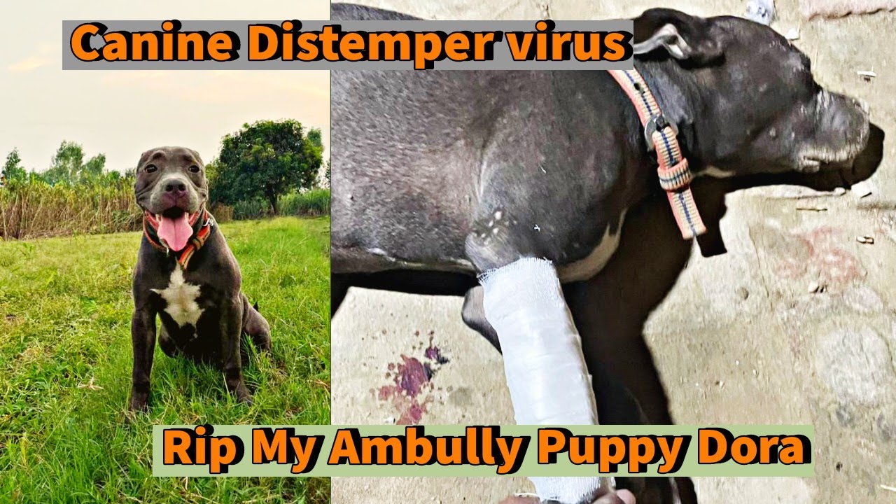 RIP My Ambully Dora 💔 | Canine Distemper virus Last stage | # ...