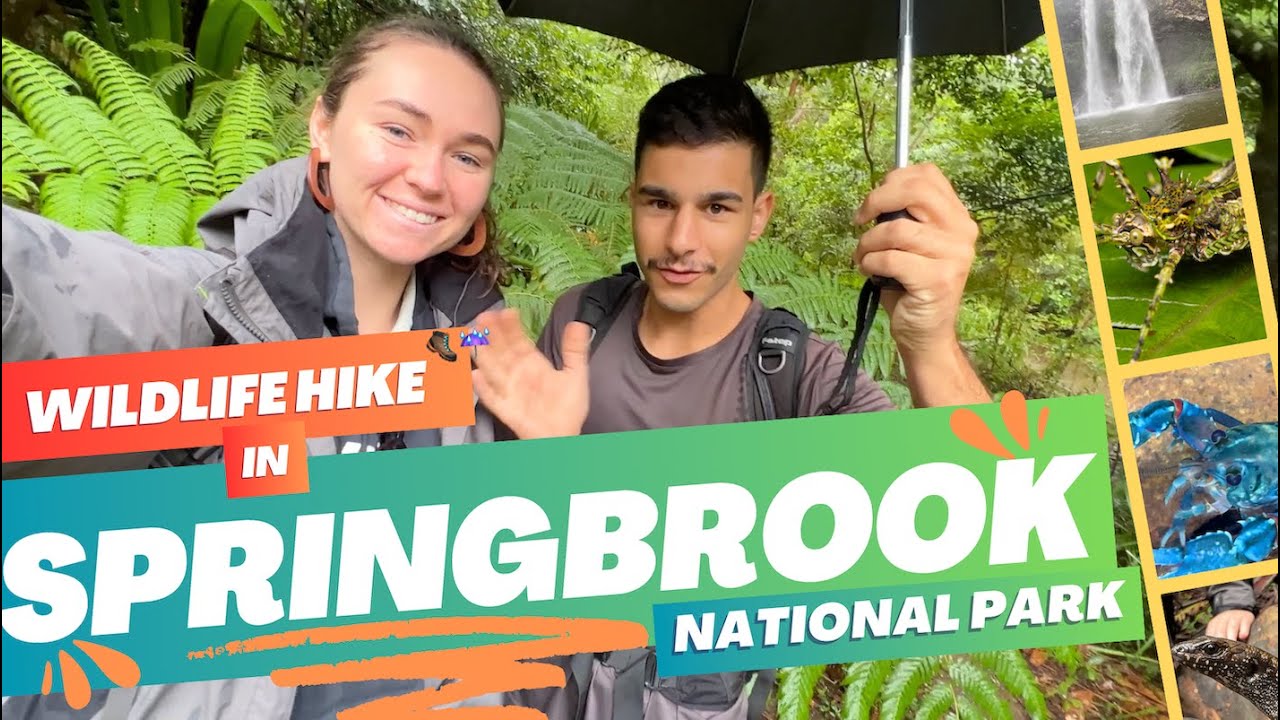 Bug ADVENTURE in Springbrook NP! - YouTube