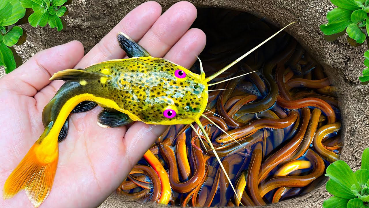 I Found Catfish In Giant Colored Egg, Blue Grass Guppy, Turtles, Neon ...
