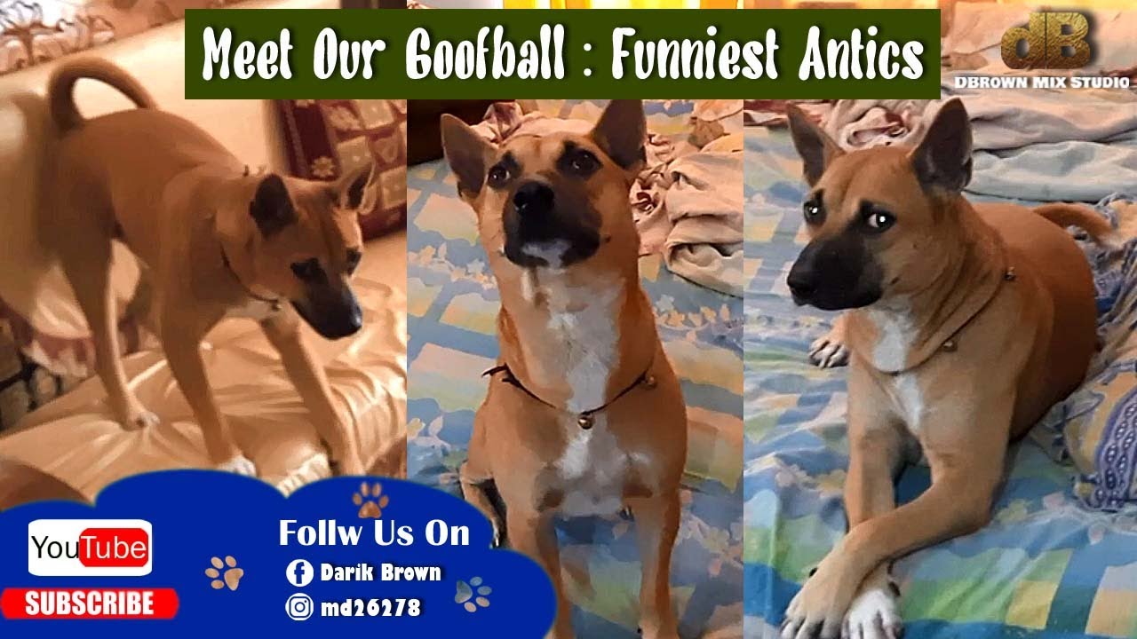 Meet Our Goofball : Funniest Antics 😂😂🐕 - YouTube