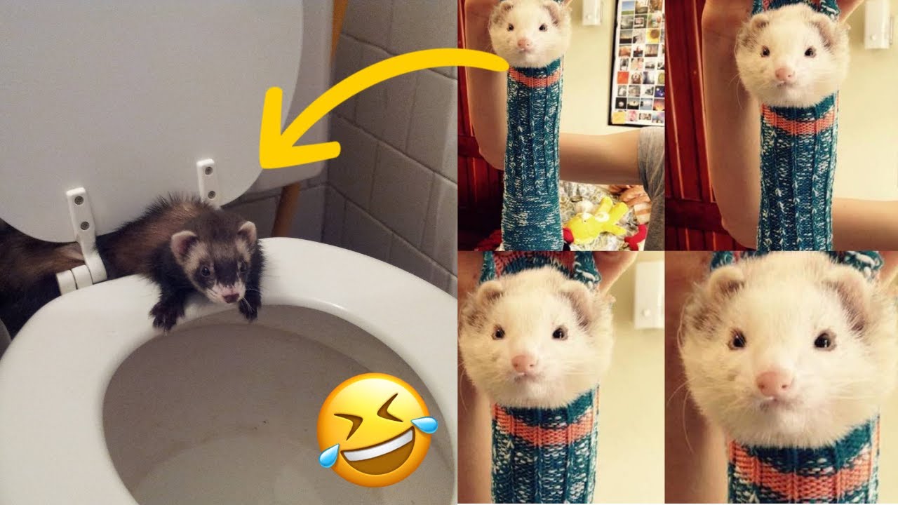 🤣 Funny Ferrets Compilation - Funny Ferrets TikTok - Funny Ferrets ...