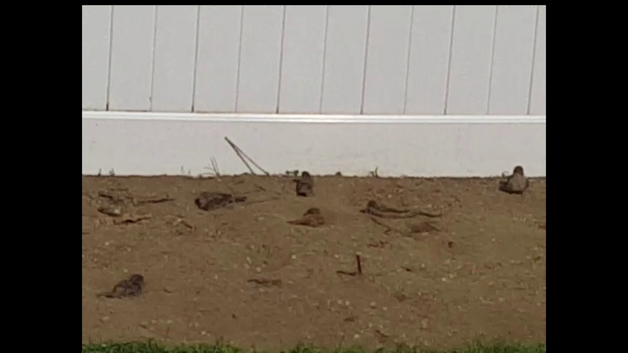 Birds| Birds Playing| Birds taking Bath in Dust - YouTube