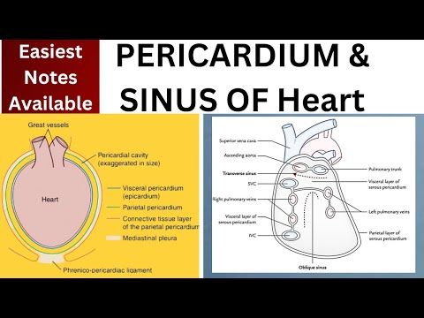 Easiest Explanation Pericardium & Sinus of Heart with Notes| Transverse ...